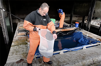 Integrated Multi-trophic Aquaculture Research | School of Marine ...