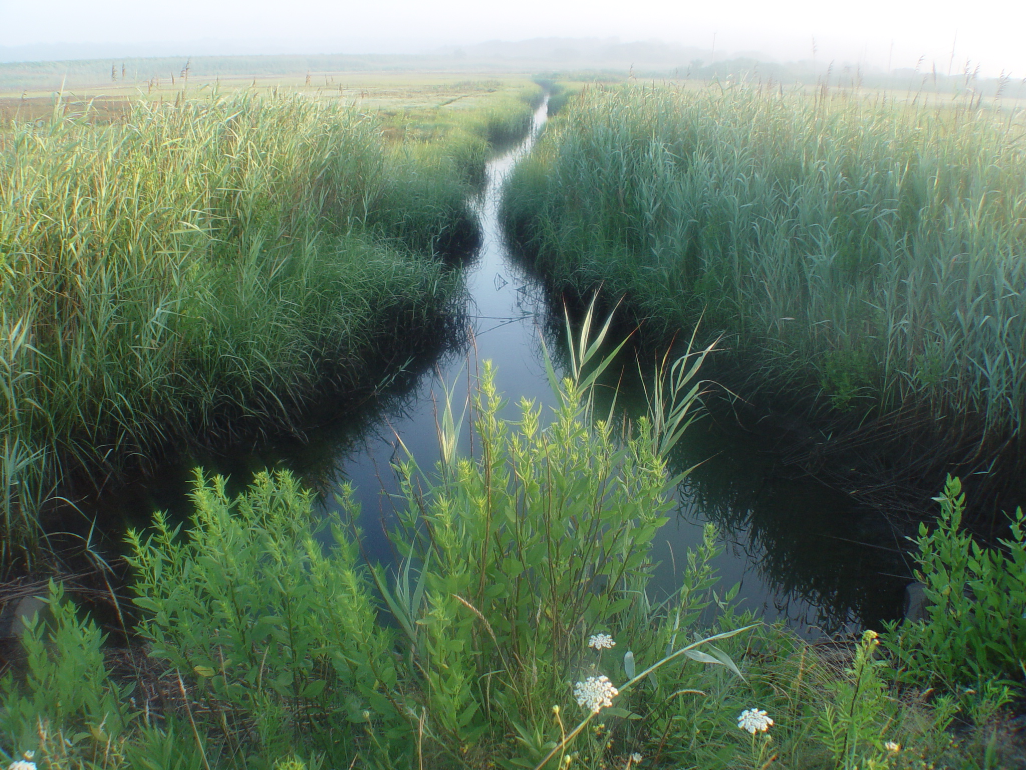 Tidal Marsh Ecology | School of Marine Science and Ocean Engineering